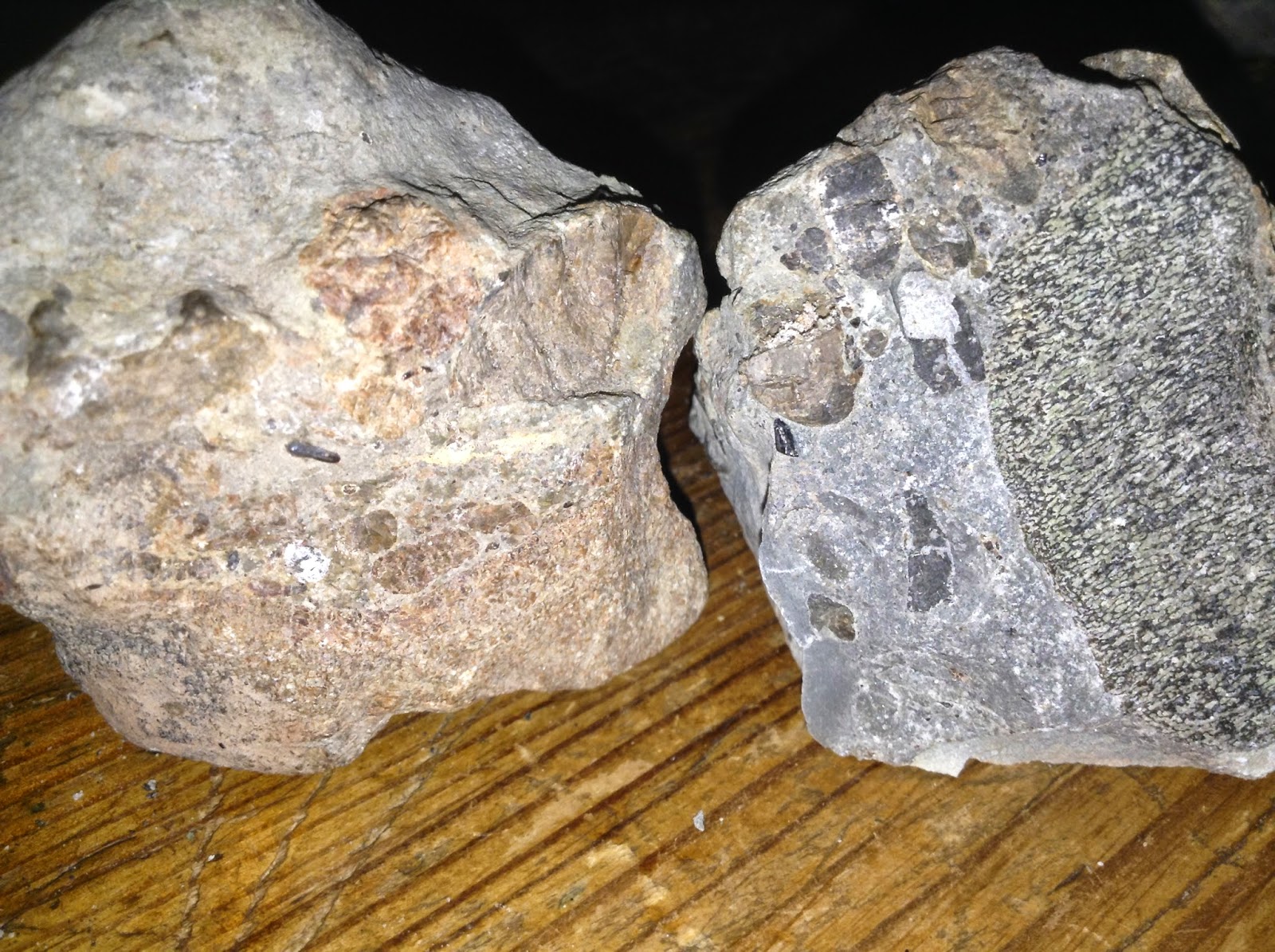 The Collector of Fossils: The Bone Bed